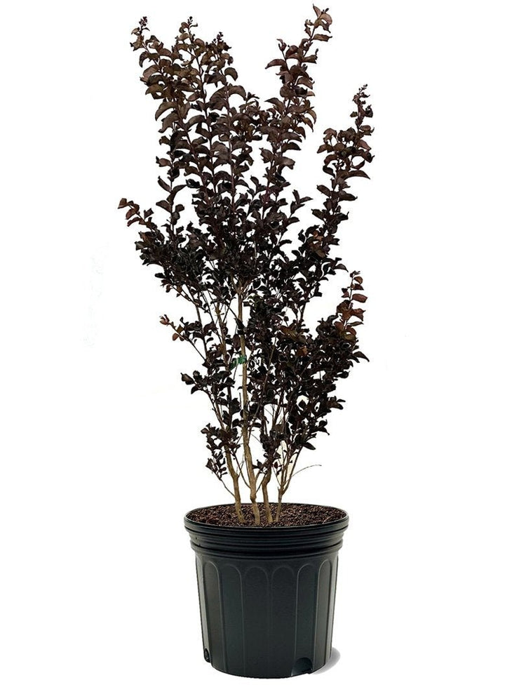 Crape Myrtle Trees for Sale | Buy Crape Myrtle Trees Online – Plant Me ...