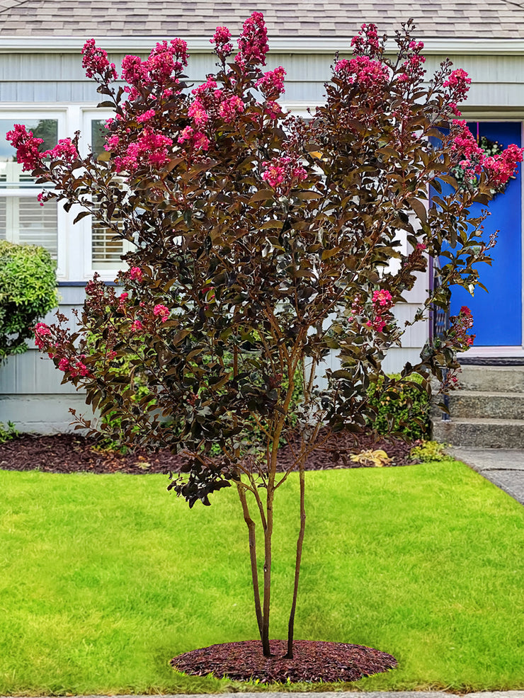 Crape Myrtle Trees for Sale | Buy Crape Myrtle Trees Online – Plant Me ...