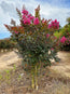 Flowering Trees | Plum Magic Crape Myrtle – Plant Me Green