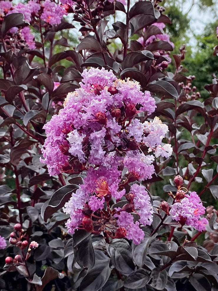 Crape Myrtle Trees for Sale | Buy Crape Myrtle Trees Online – Plant Me ...