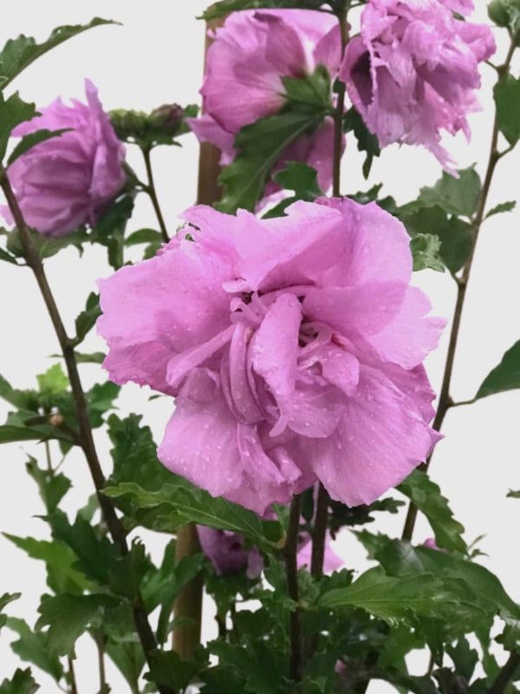 Althea Double Purple | Rose of Sharon | Plant Me Green