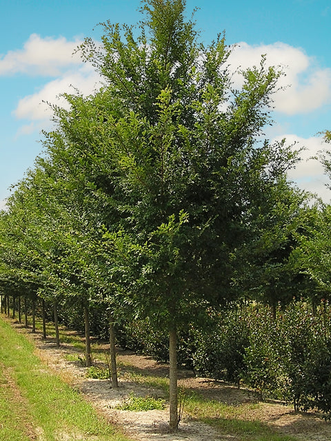 Zone 7 - Shade Trees – Plant Me Green