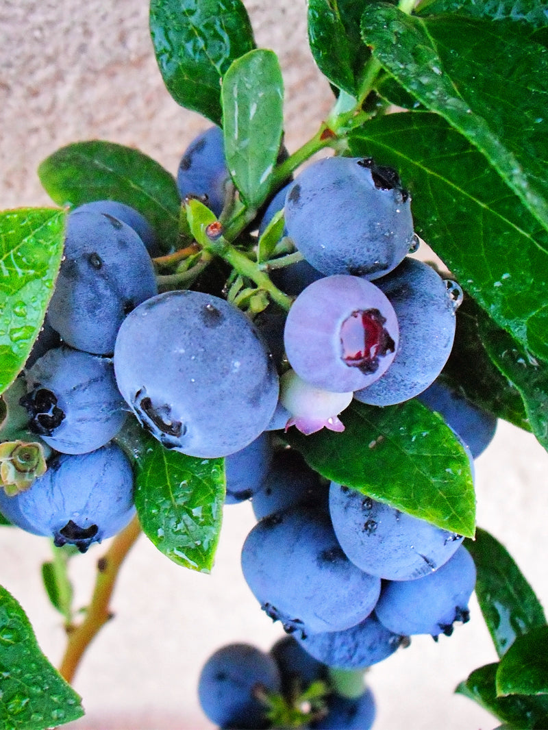 Emerald Blueberry Plants – Plant Me Green