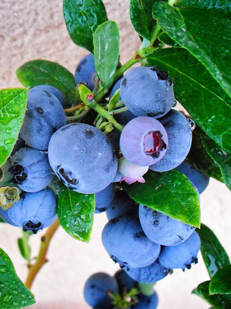 Emerald Blueberry Plants – Plant Me Green