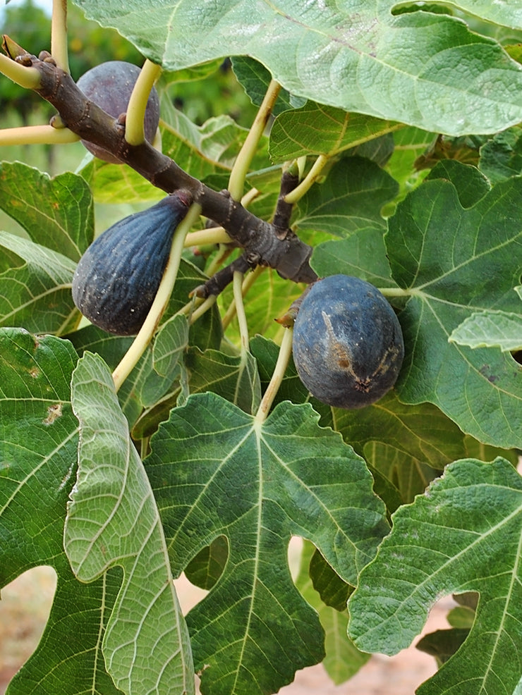 Fig - Beer's Black (Dwarf) – Plant Me Green