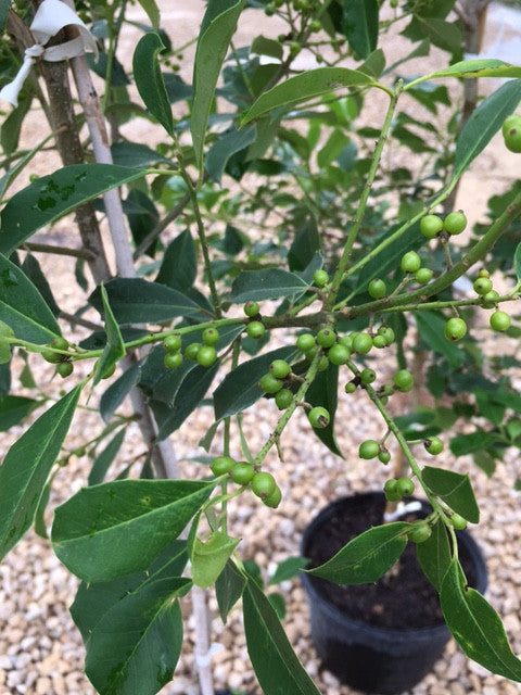 Holly - American – Plant Me Green