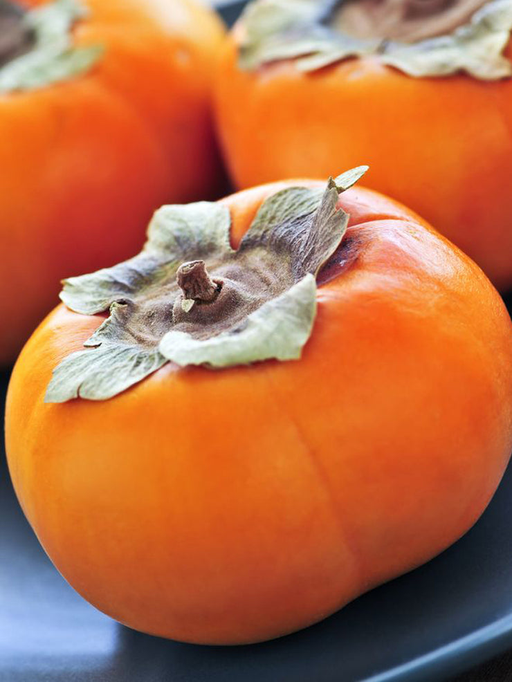 Persimmons Planting Guide – Plant Me Green