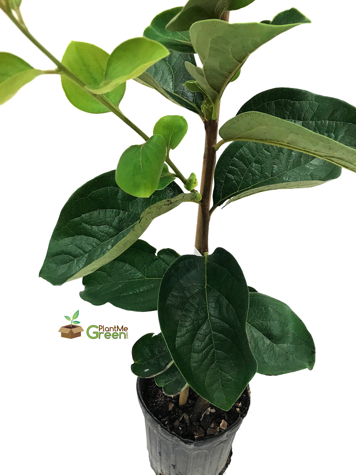 Persimmons Planting Guide – Plant Me Green