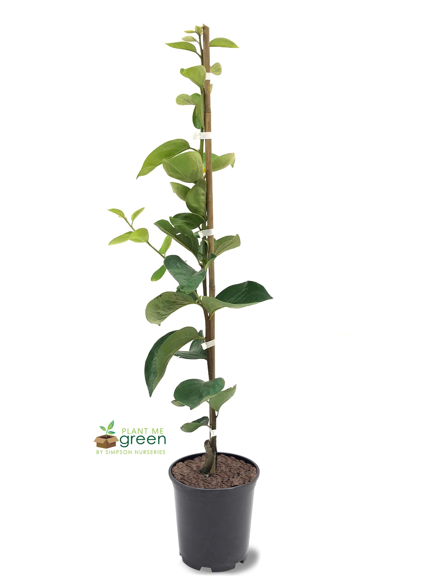 Persimmons Planting Guide – Plant Me Green