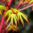 Maple - Japanese Sango Kaku – Plant Me Green