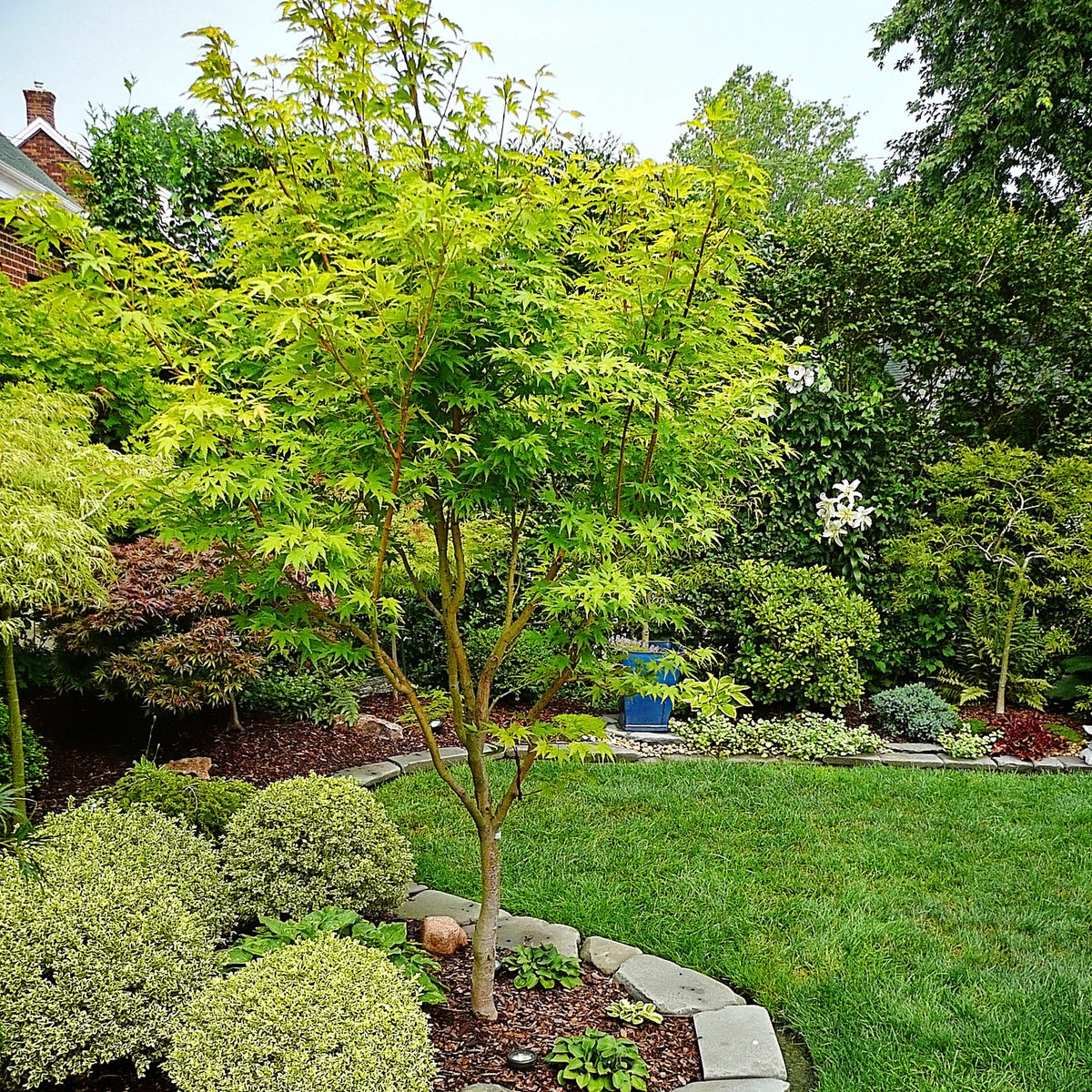 Maple - Japanese Sango Kaku – Plant Me Green