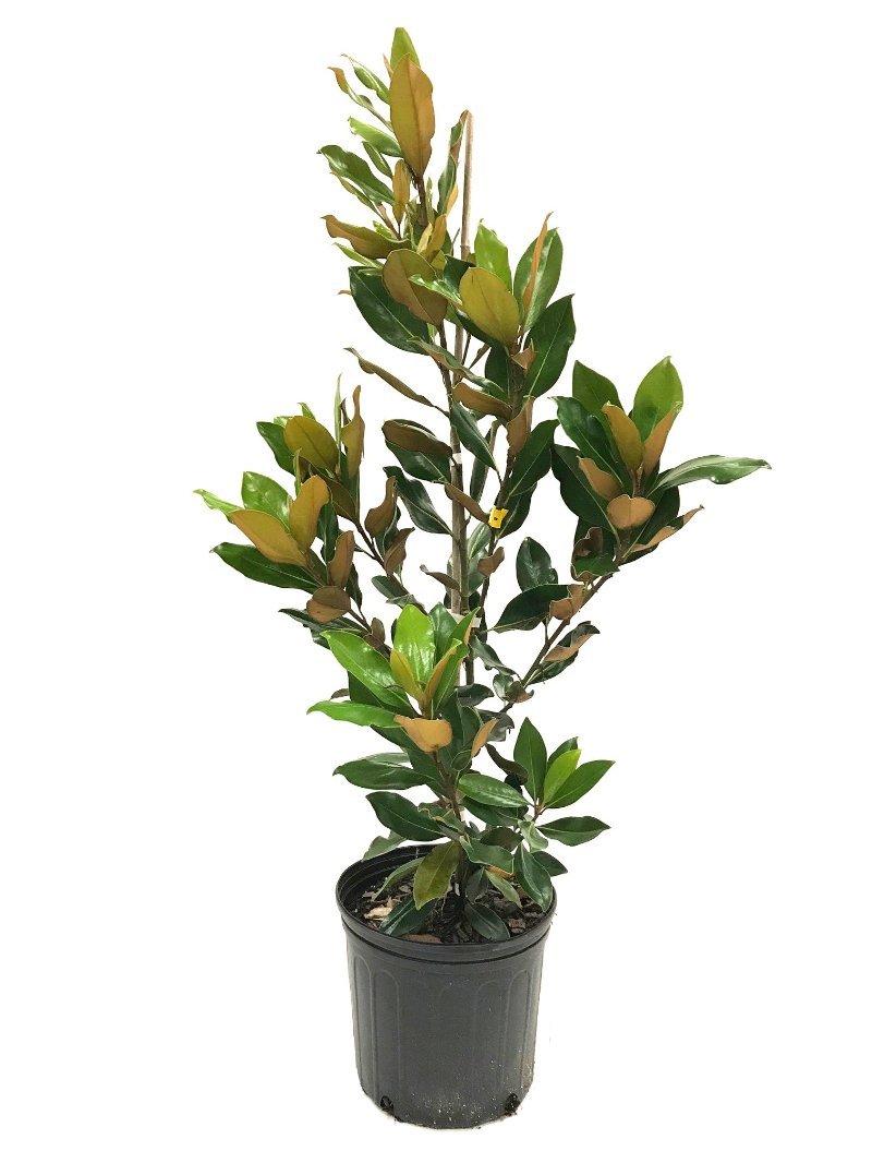 Magnolia Trees | Little Gem Evergreen Magnolia | Flowering Trees ...