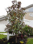 Magnolia Bracken Brown Beauty | Evergreen Flowering Trees – Plant Me Green