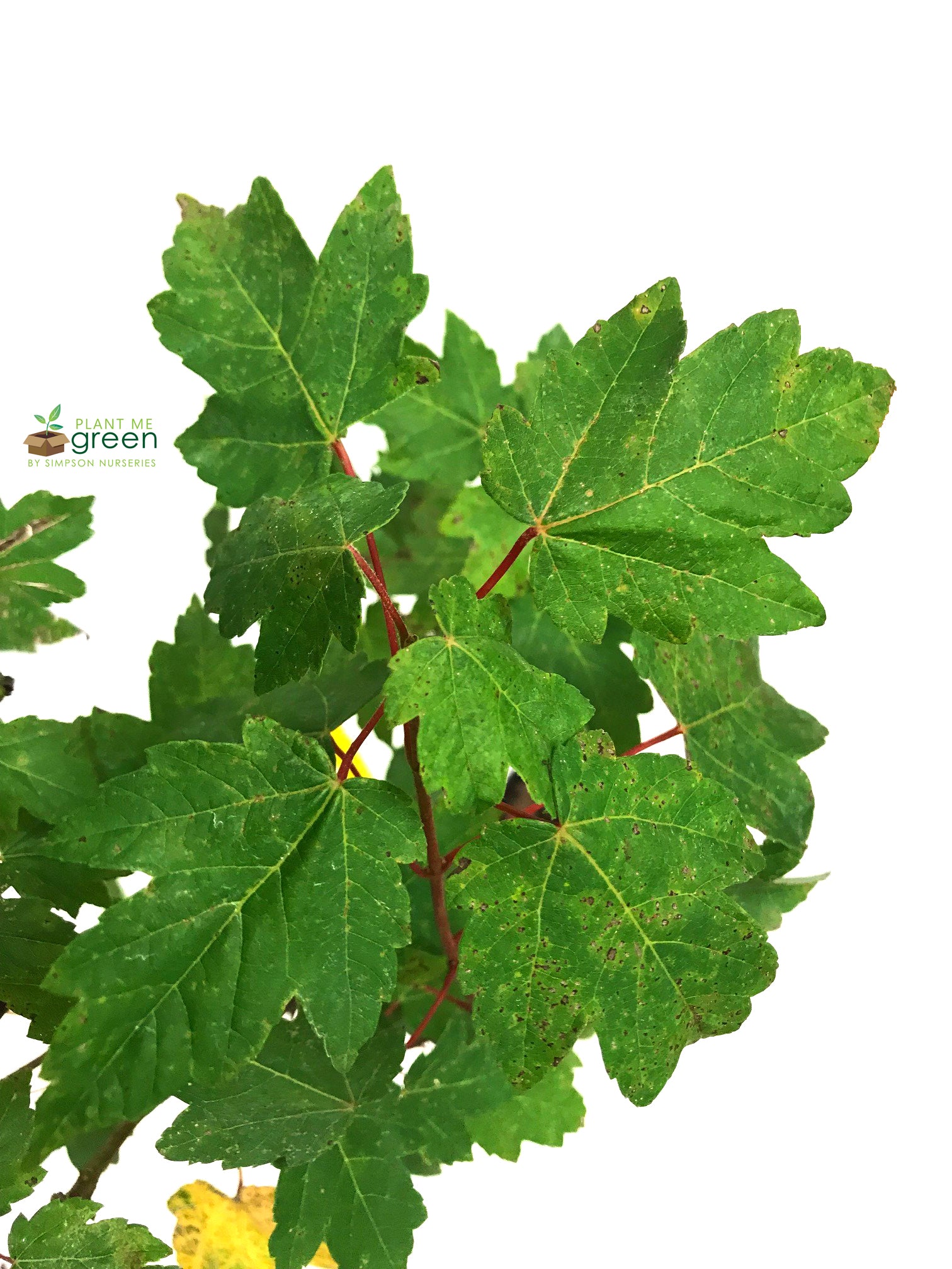 Maple - Red – Plant Me Green