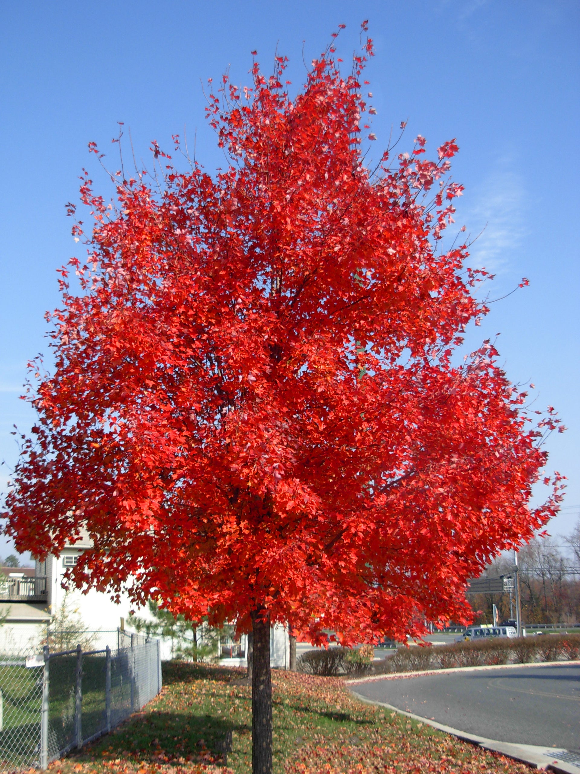 Maple - Red Sunset® – Plant Me Green