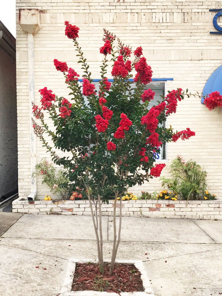 Crape Myrtle Southern Living Miss Frances – Plant Me Green