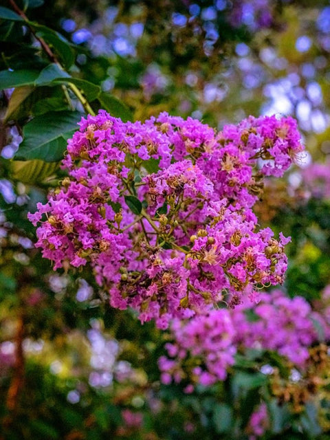 Crape Myrtle Miss Sandra | Flowering Trees – Plant Me Green