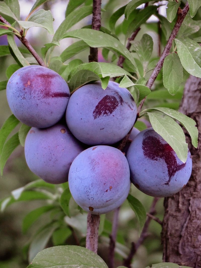 Morris Plum Tree | Plum Trees for Sale – Plant Me Green