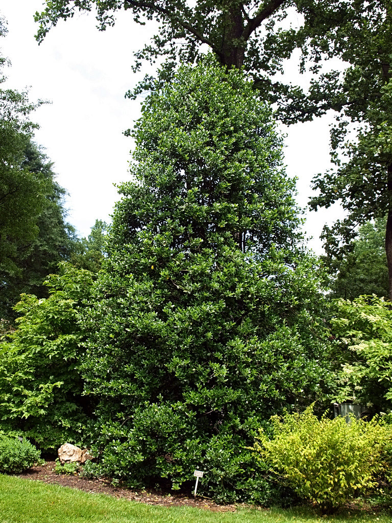 Holly - Nellie R. Stevens – Plant Me Green
