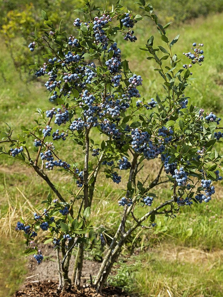 Blueberry Planting Guide – Plant Me Green