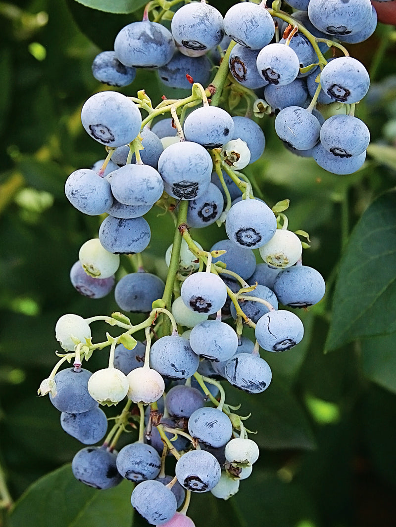 Ochlockonee Blueberry | Blueberry Plants for Sale | Rabbiteye – Plant ...