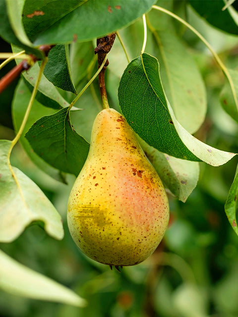 Pear Trees - Orient – Plant Me Green