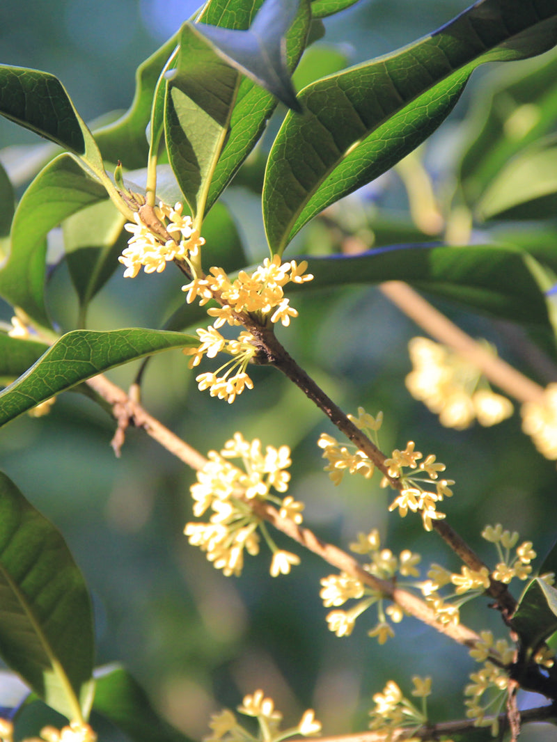 Tea Olive Evergreen Shrub | Sweet Olive Flowering Shrub – Plant Me Green