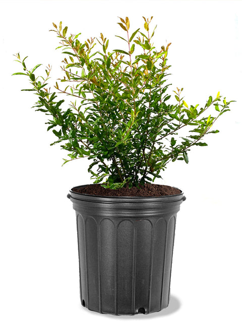 Pomegranate Trees - Parfianka – Plant Me Green