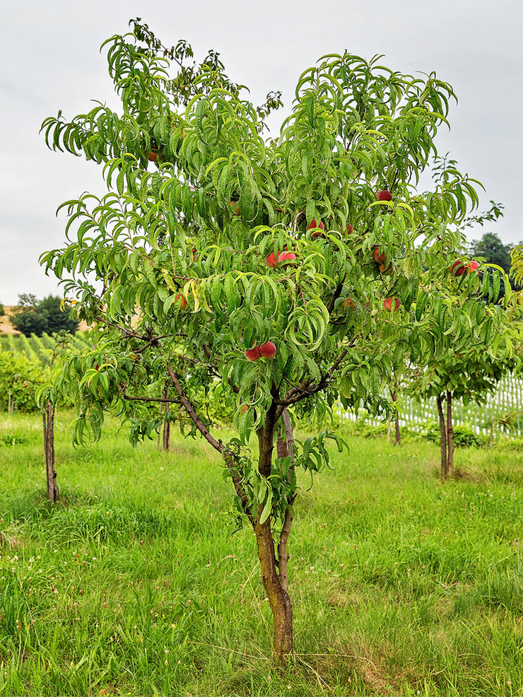 Winblo Peach | Peach Trees for Sale – Plant Me Green