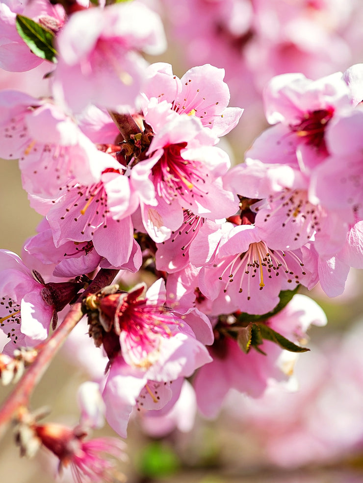 Winblo Peach | Peach Trees for Sale – Plant Me Green