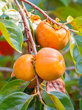 Persimmons Planting Guide – Plant Me Green