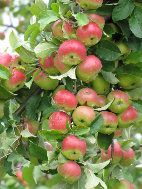 Pink Lady Apple | Apple Trees | Plant Me Green