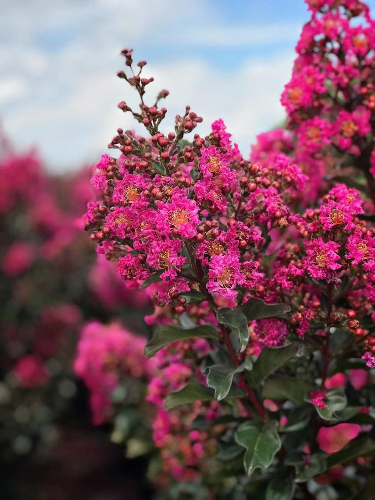 Flowering Trees | Plum Magic Crape Myrtle – Plant Me Green