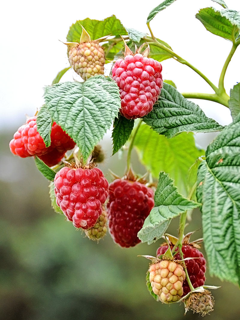 Raspberry - Heritage Plant | Red Variety Raspberries – Plant Me Green