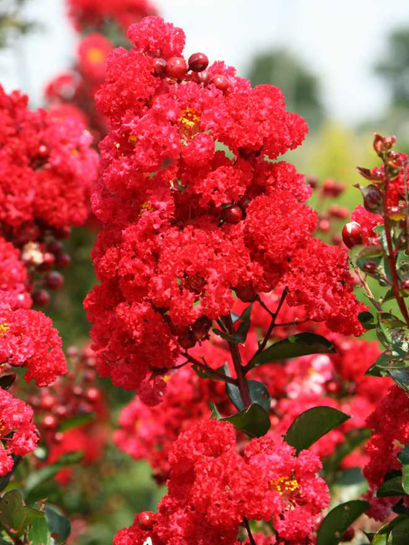 First Editions® | Ruffled Red Crape Myrtle – Plant Me Green