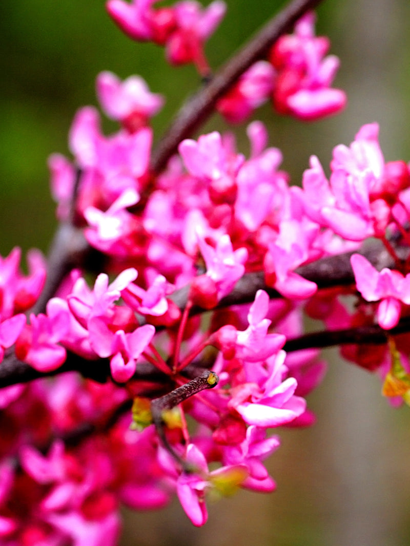 Redbud - Appalachian – Plant Me Green