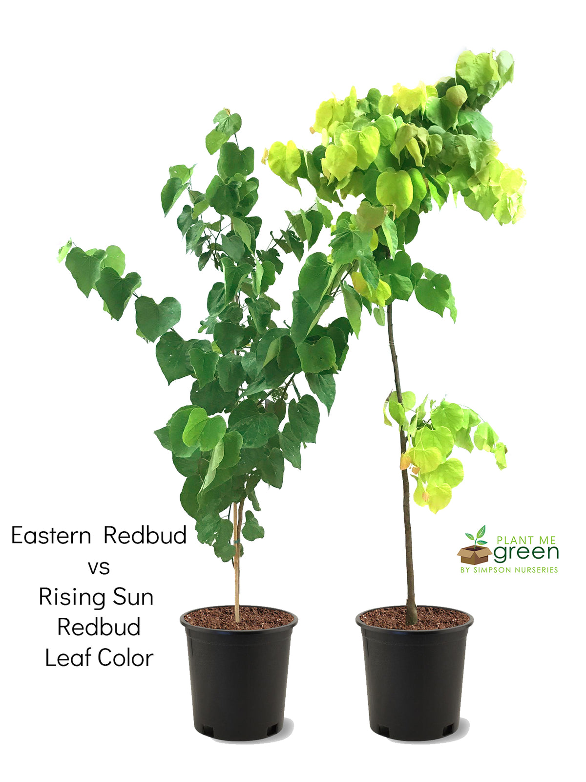 Redbud - Rising Sun – Plant Me Green