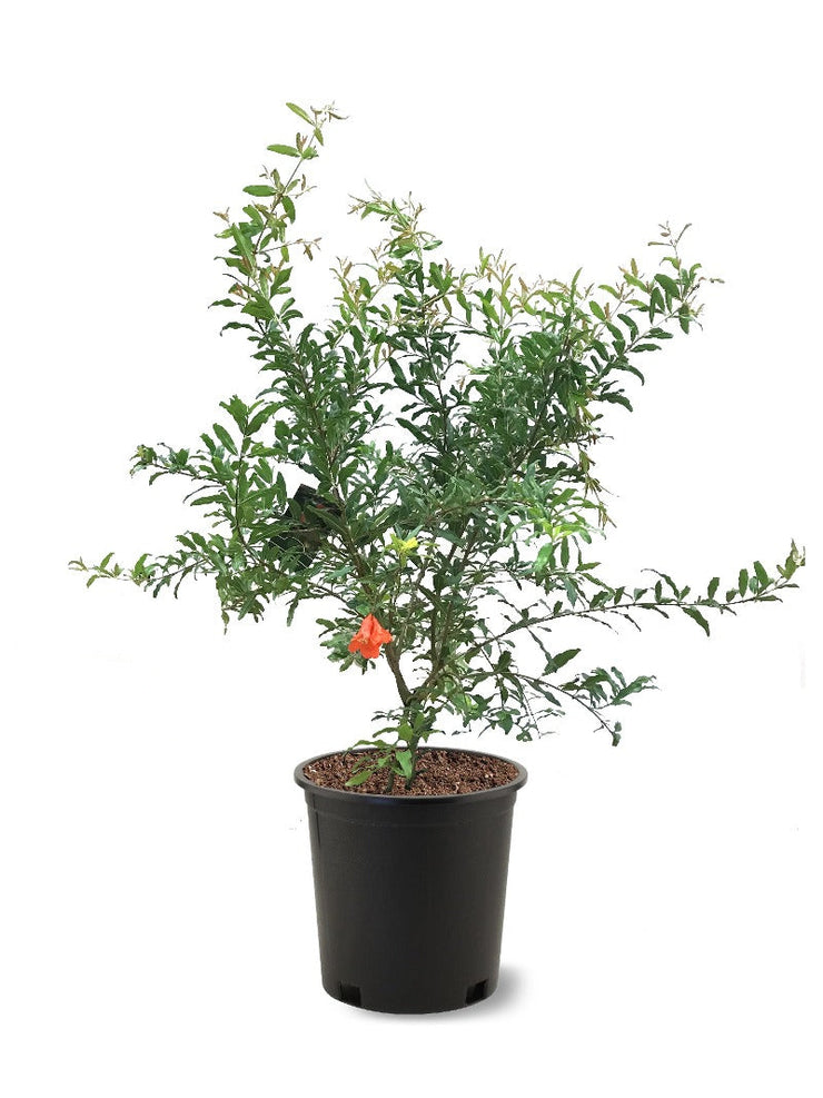 Pomegranate Trees - Russian #26 – Plant Me Green