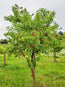 Peach Trees - Ruston Red – Plant Me Green