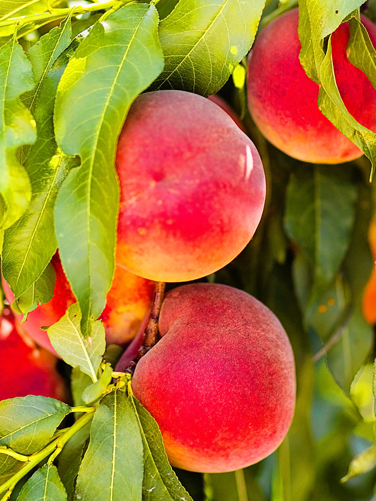Peach Trees - Ruston Red – Plant Me Green