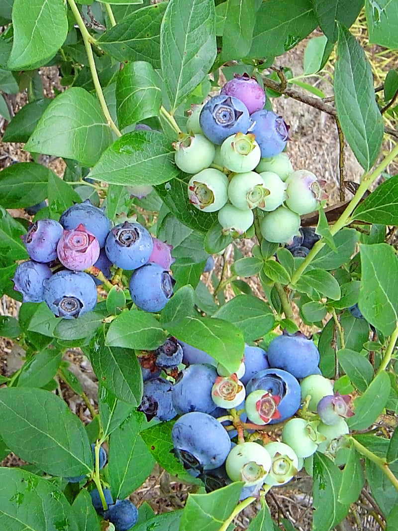 Blueberry - Star (Southern Highbush) – Plant Me Green