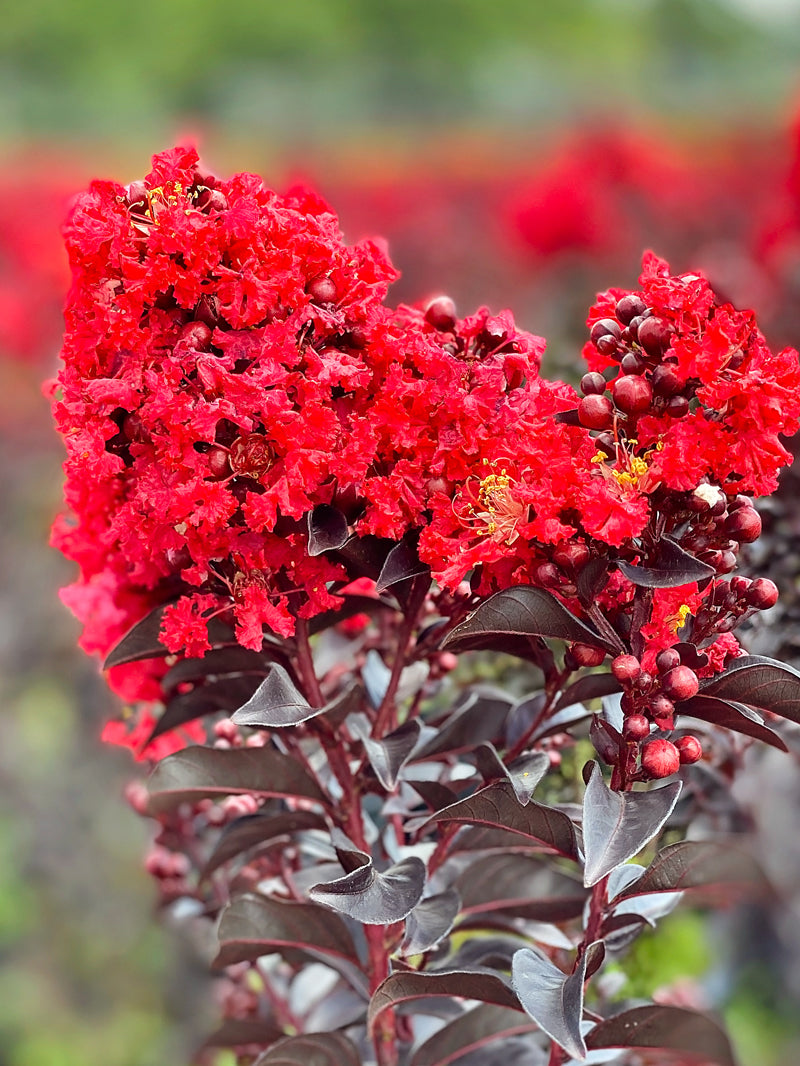Crape Myrtle - First Editions® Sunset Magic™ – Plant Me Green