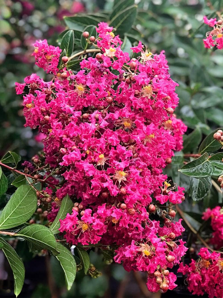 Crape Myrtle Tonto | Flowering Trees – Plant Me Green
