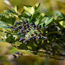 Ligustrum - Waxleaf – Plant Me Green