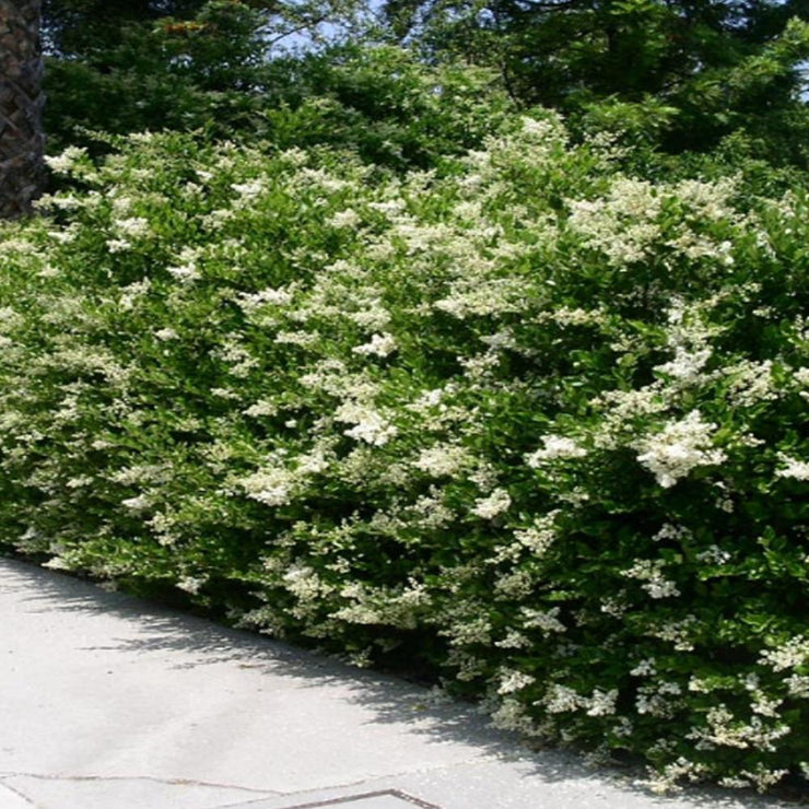 Ligustrum - Waxleaf – Plant Me Green
