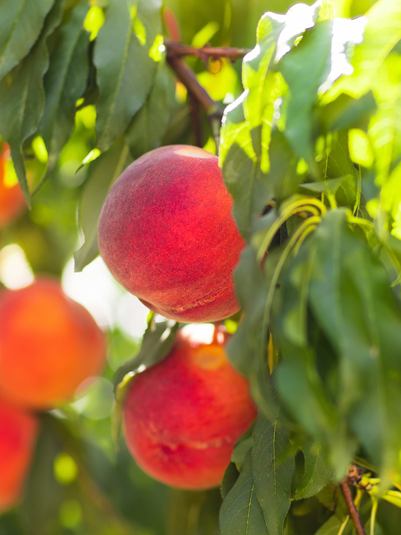 Winblo Peach | Peach Trees for Sale – Plant Me Green