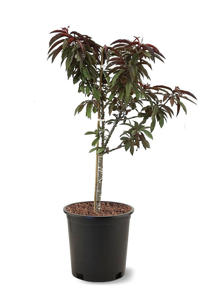 Peach Trees - Dwarf Bonfire Patio Peach – Plant Me Green